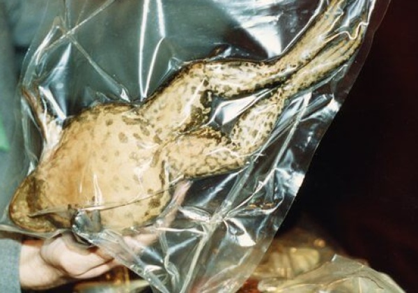 Free virtual frog dissection - wherelasopa