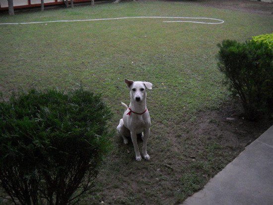 2012 'Cutest Indian Dog Alive' Winners Announced! - Blog - PETA India
