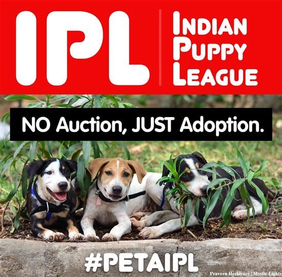 Support the IPL: Indian Puppy League - Blog - PETA India