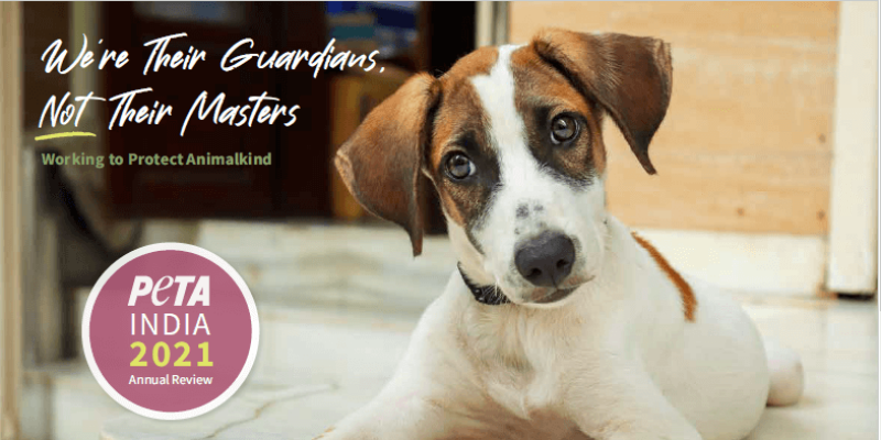 Intern or Volunteer With PETA | About PETA - PETA India