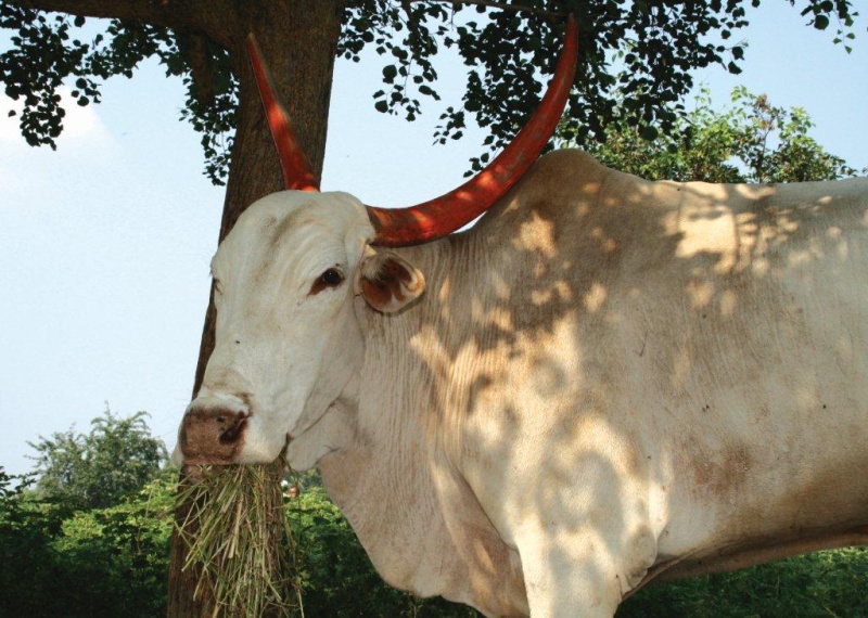 Supreme Court Bans Jallikattu, Bull Races and Bullfights - Blog - PETA ...