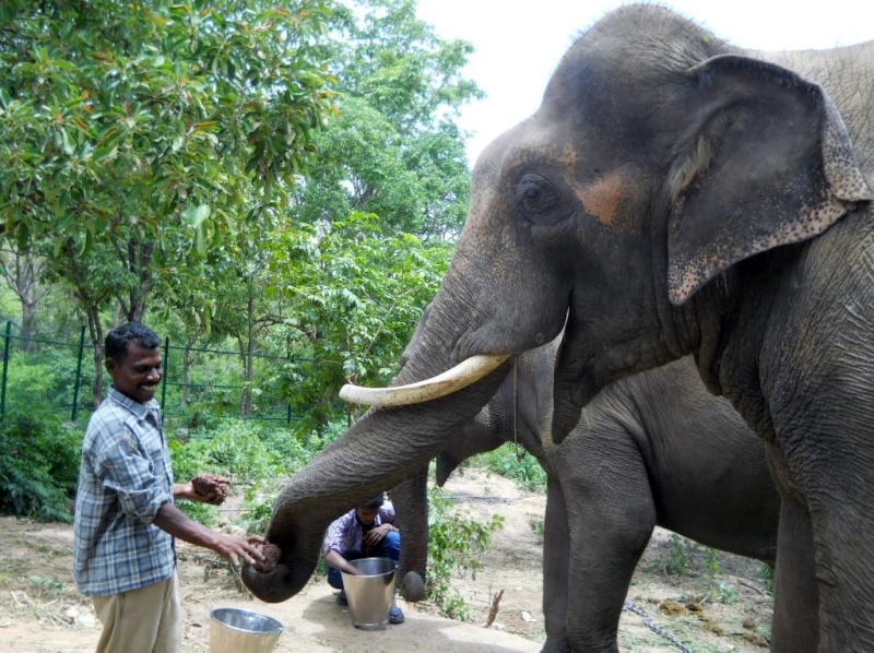 PHOTOS and VIDEO: Sunder Blossoms - Blog - PETA India