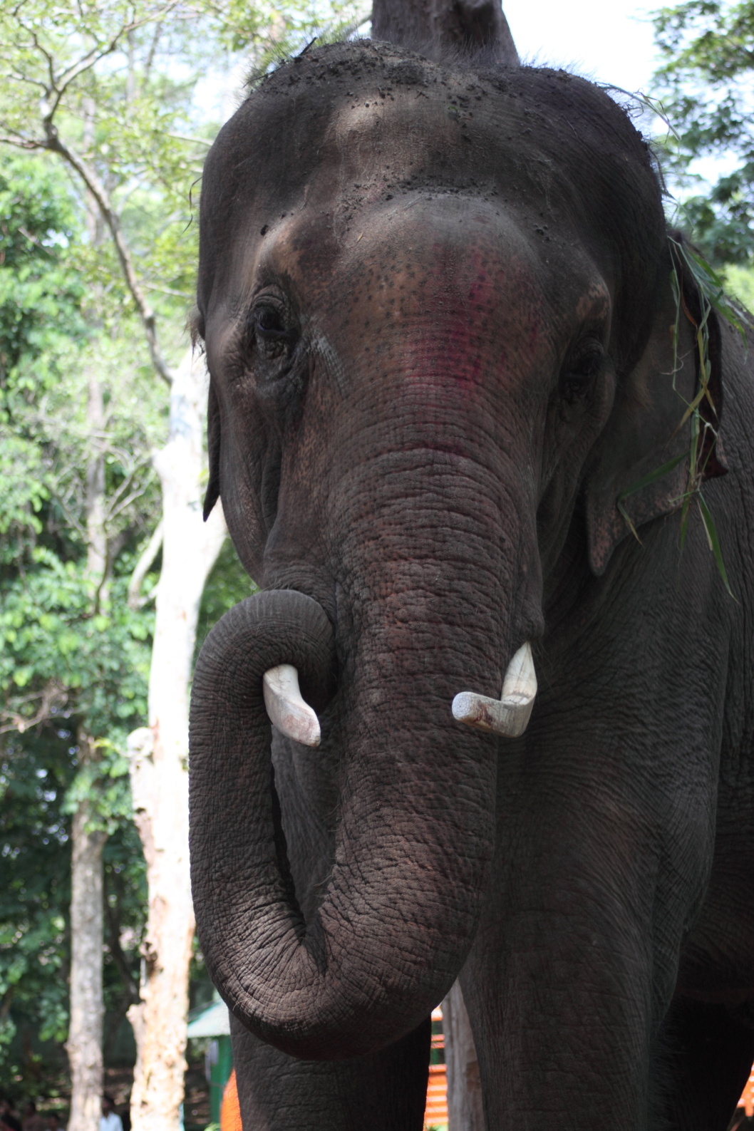 Sunder's First Week of Care