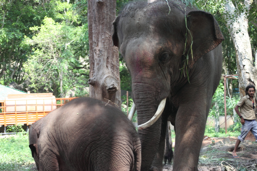 Sunder's First Week of Care