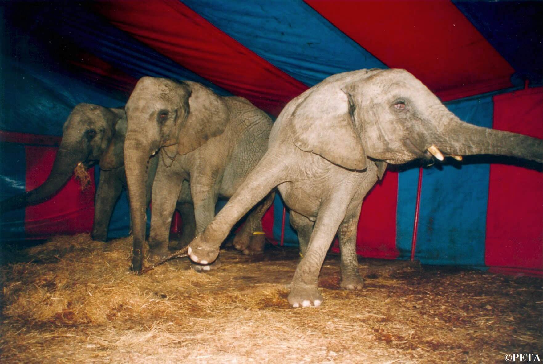 Good News for PETA’s Circus Campaign - Blog - PETA India