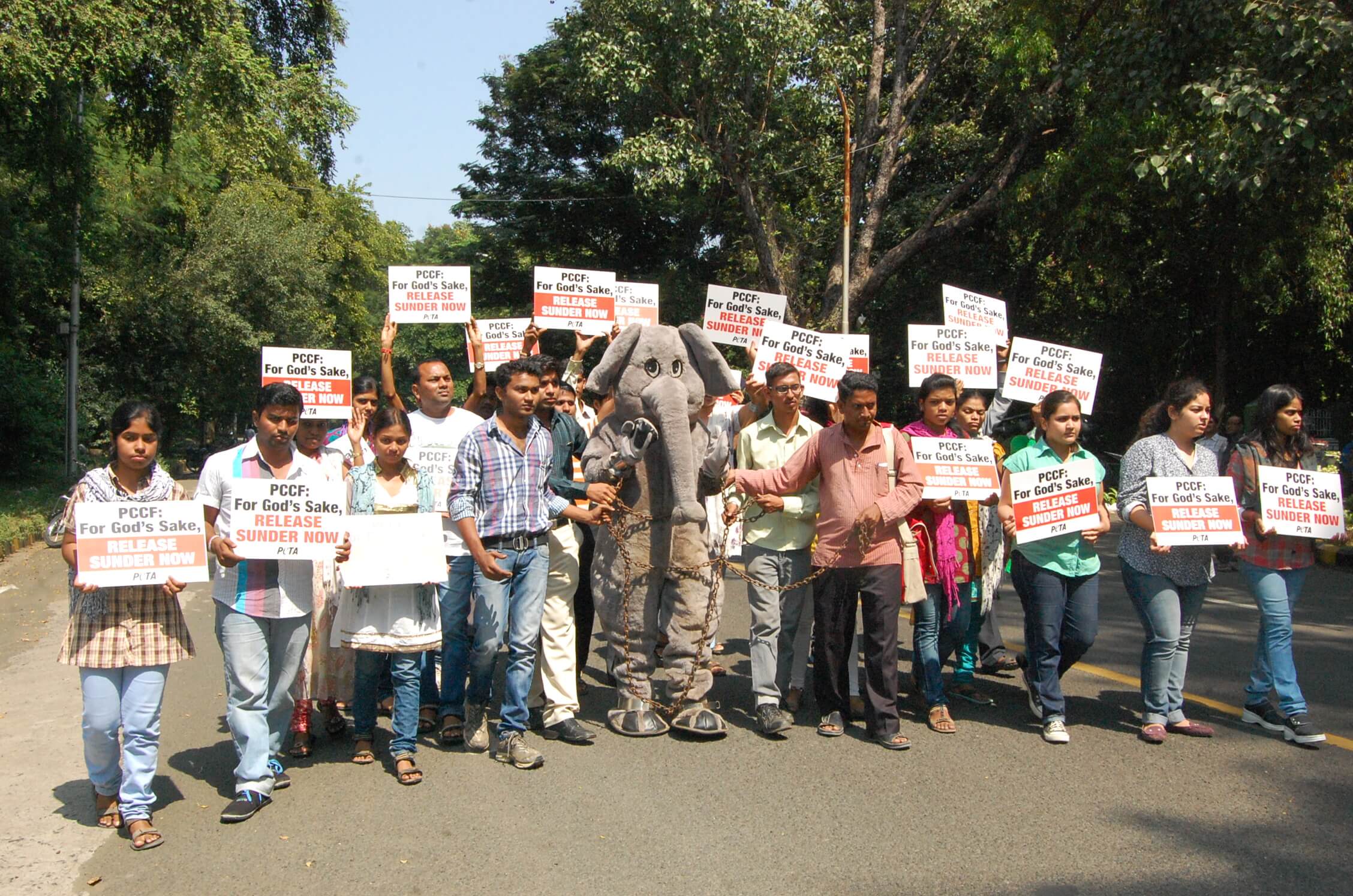 Sunder the Elephant's Journey to Safety