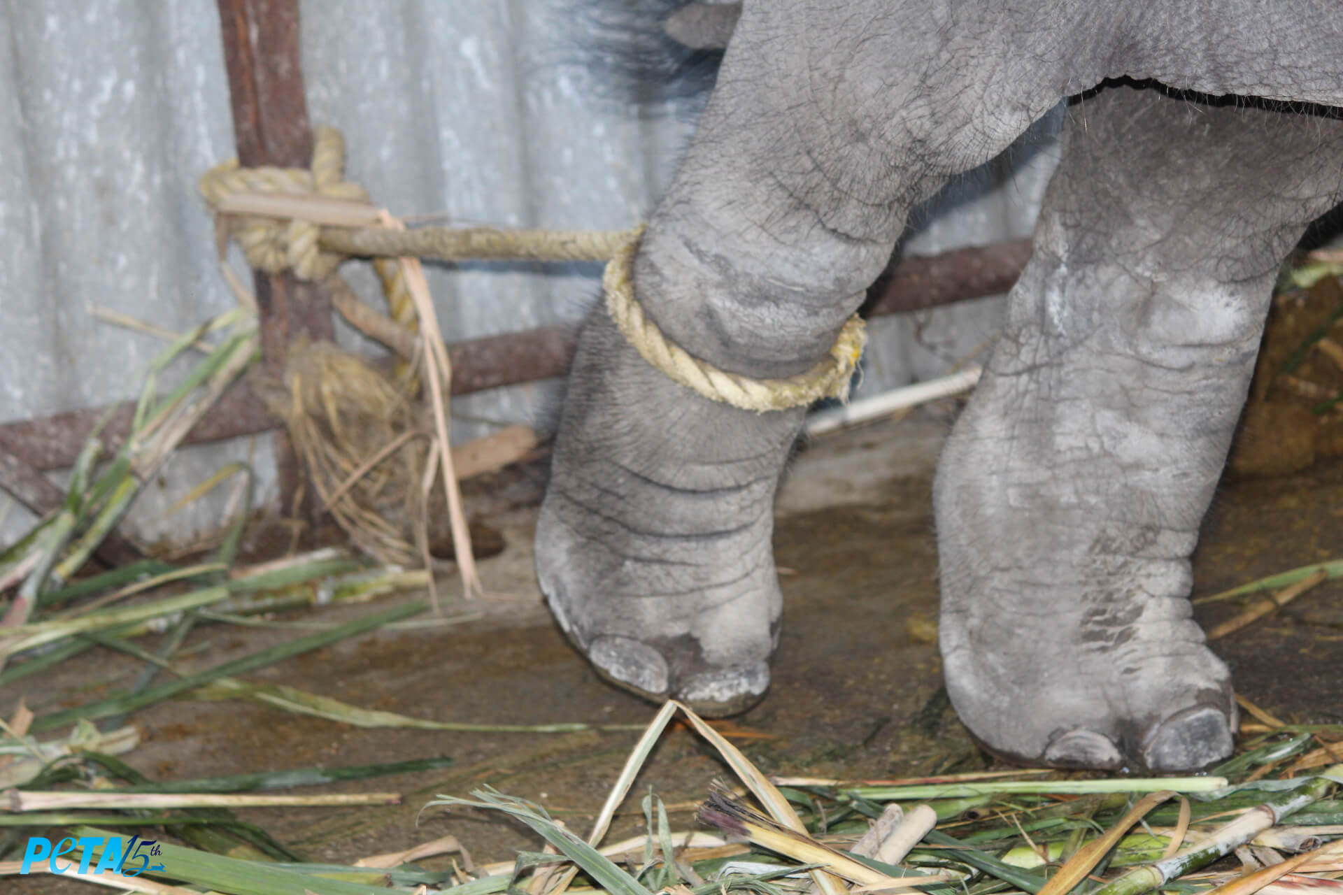 Investigation of Baby Elephant Used for 'Bandhan'