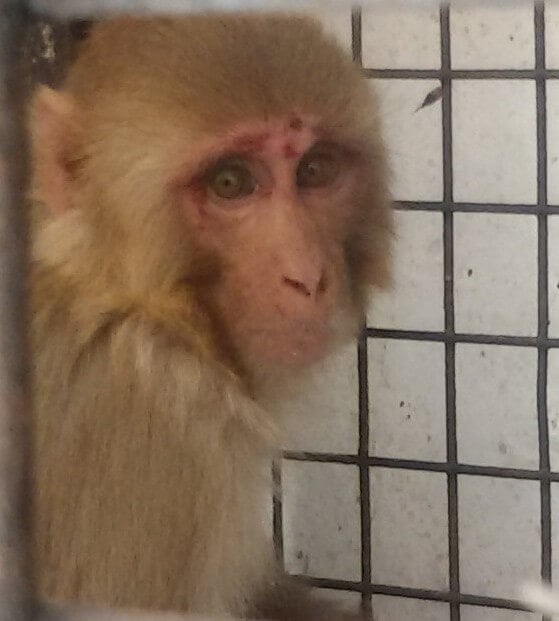 PHOTOS: Government Monkey Sterilisation Centre EXPOSED
