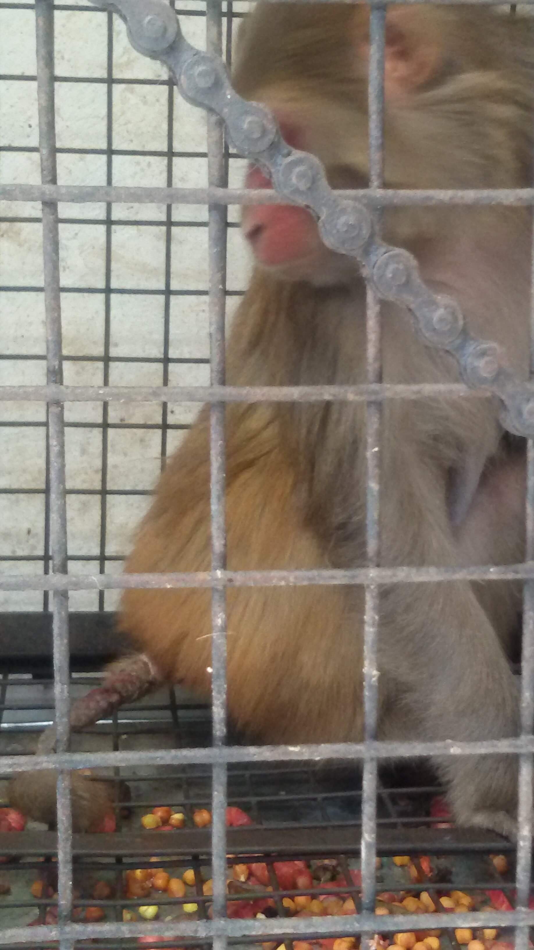 PHOTOS: Government Monkey Sterilisation Centre EXPOSED