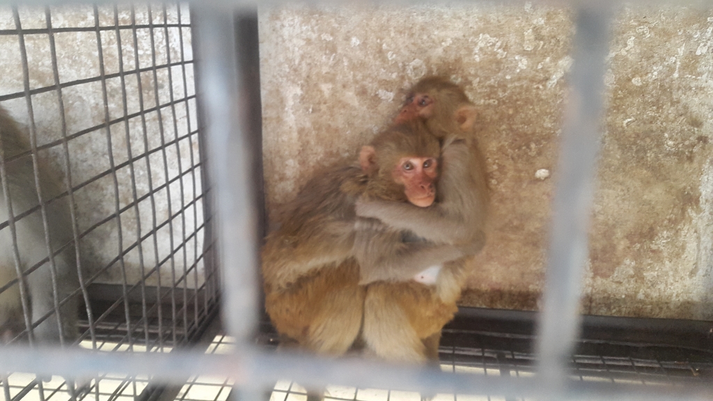 PHOTOS: Government Monkey Sterilisation Centre EXPOSED