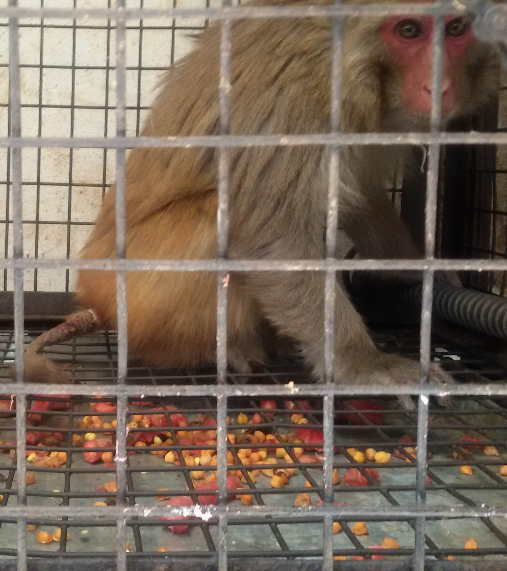 PHOTOS: Government Monkey Sterilisation Centre EXPOSED