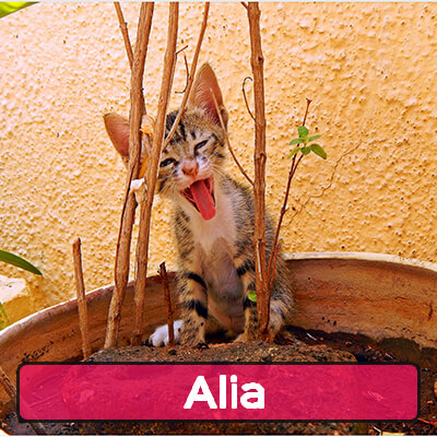 Who is PETA’s 2017 Cutest Rescued Cat Alive?