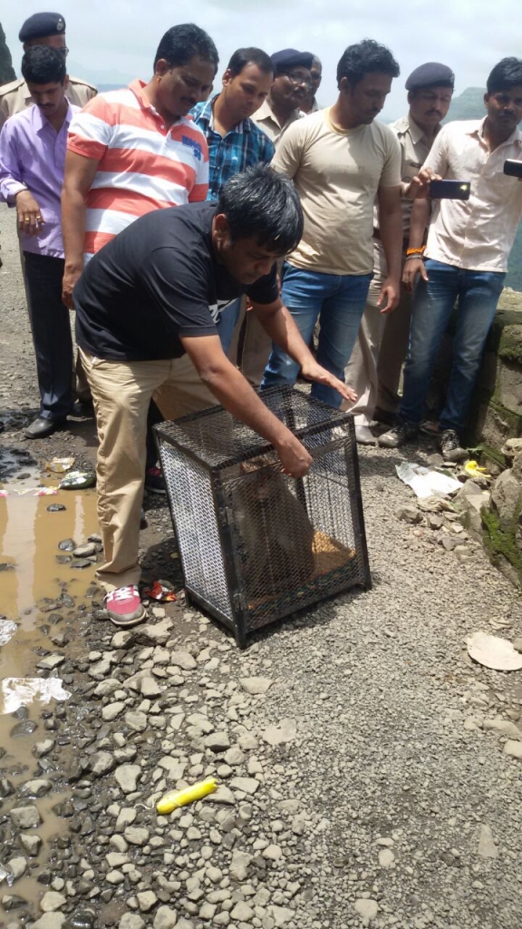 Kidnapped Monkey Reunited With Her Family
