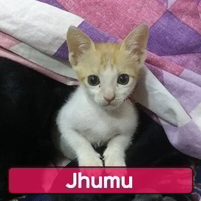 Who is PETA’s 2017 Cutest Rescued Cat Alive?