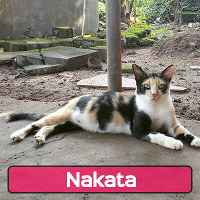 Who is PETA’s 2017 Cutest Rescued Cat Alive?