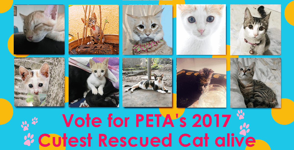 Who is PETA’s 2017 Cutest Rescued Cat Alive?