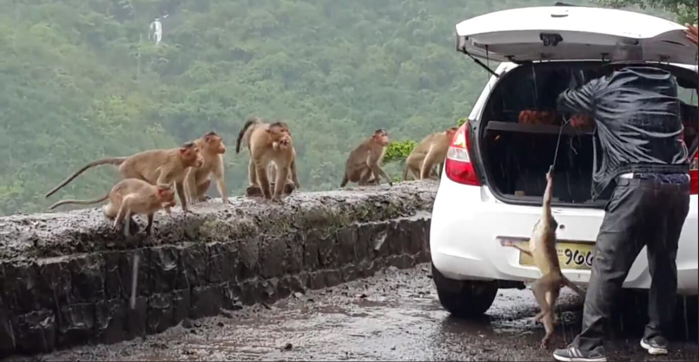 Alleged Monkey Kidnappers Arrested