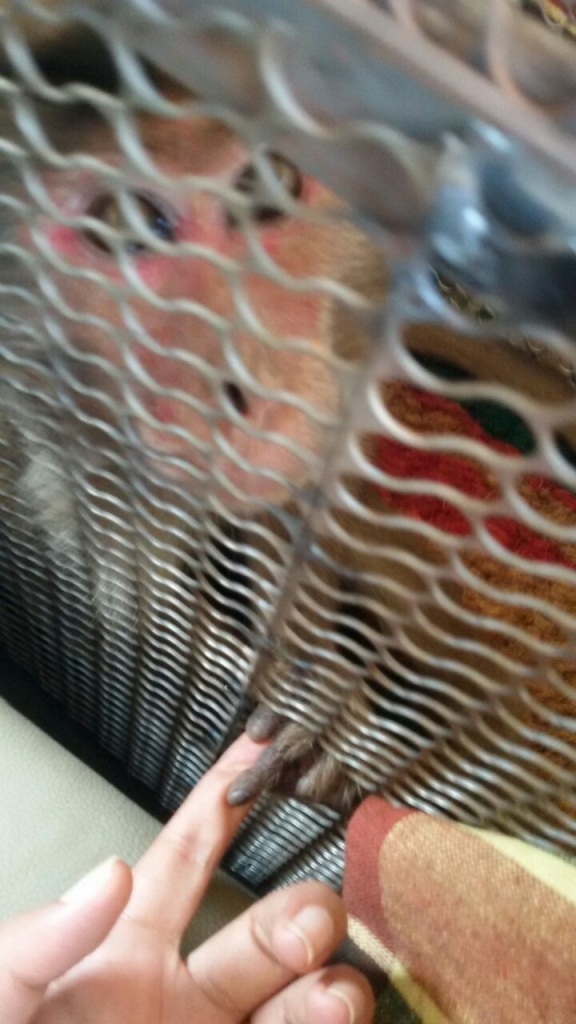 Kidnapped Monkey Reunited With Her Family