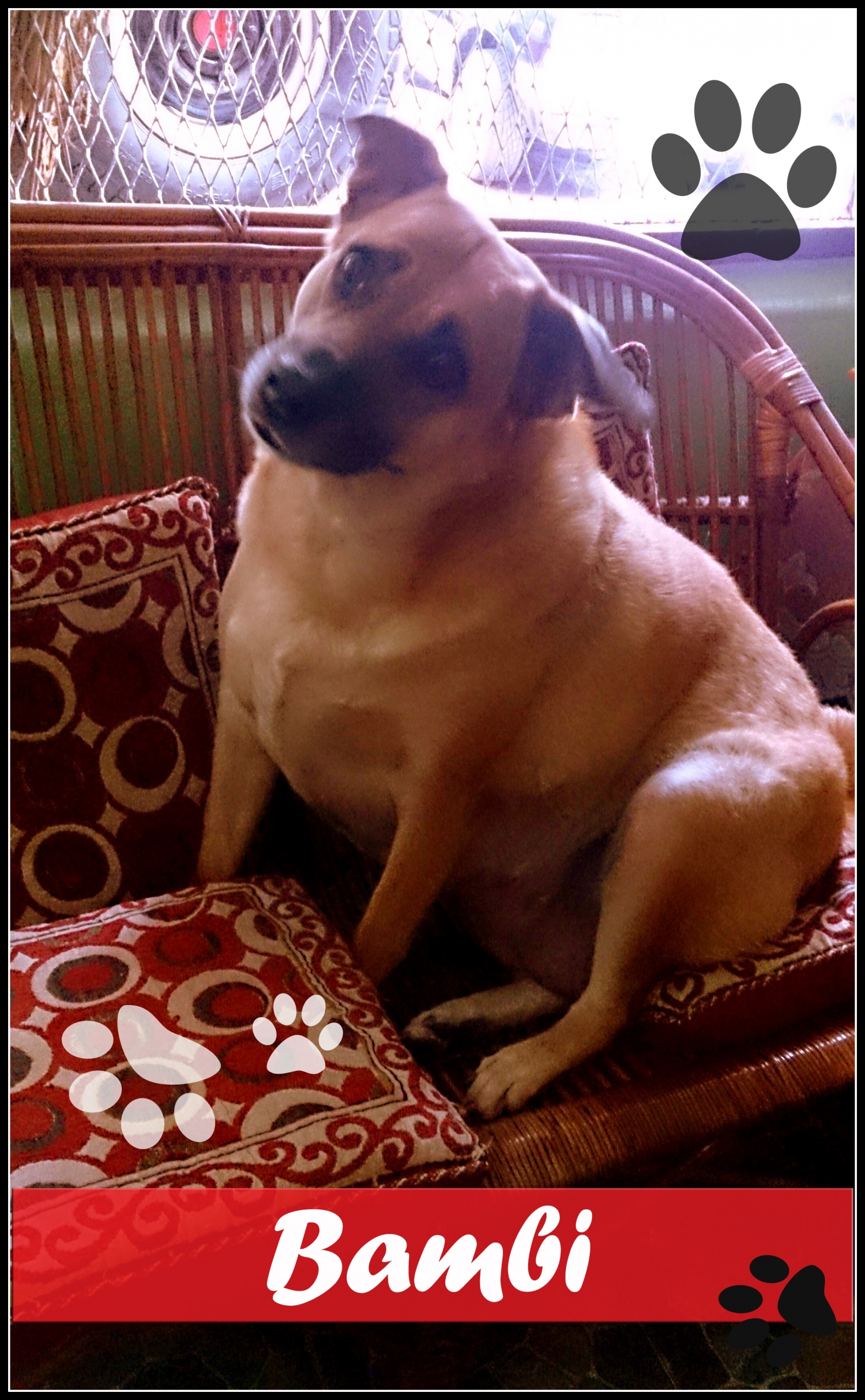 PETA's 2015 'Cutest Indian Dog Alive' Winners Announced