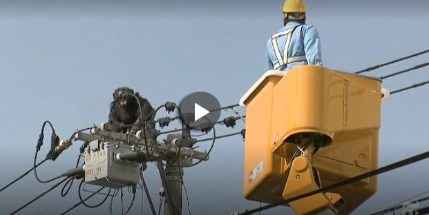 Chacha the Chimpanzee Doesn't Want to Be in a Zoo