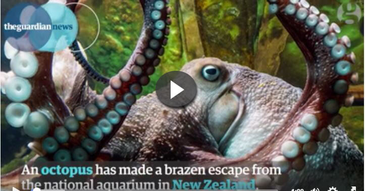 Octopus Inky’s Great Escape