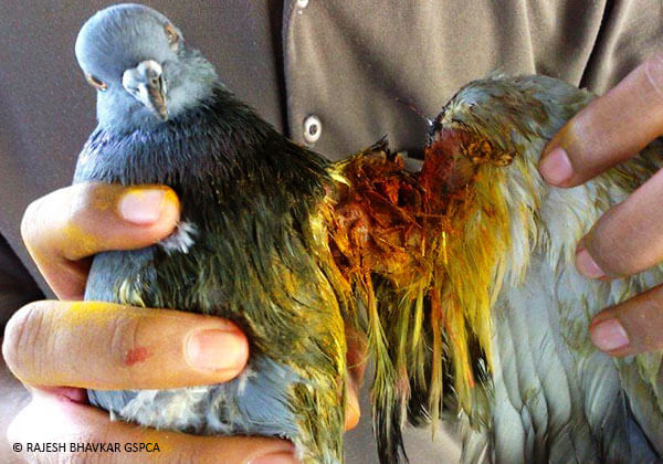 PETA Files Petition With National Green Tribunal To Ban Deadly Manja