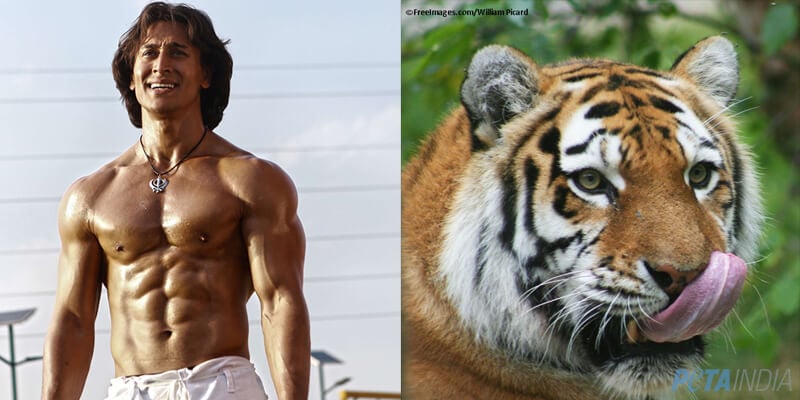 Tiger Shroff Is Real-Life Superhero For Tigers