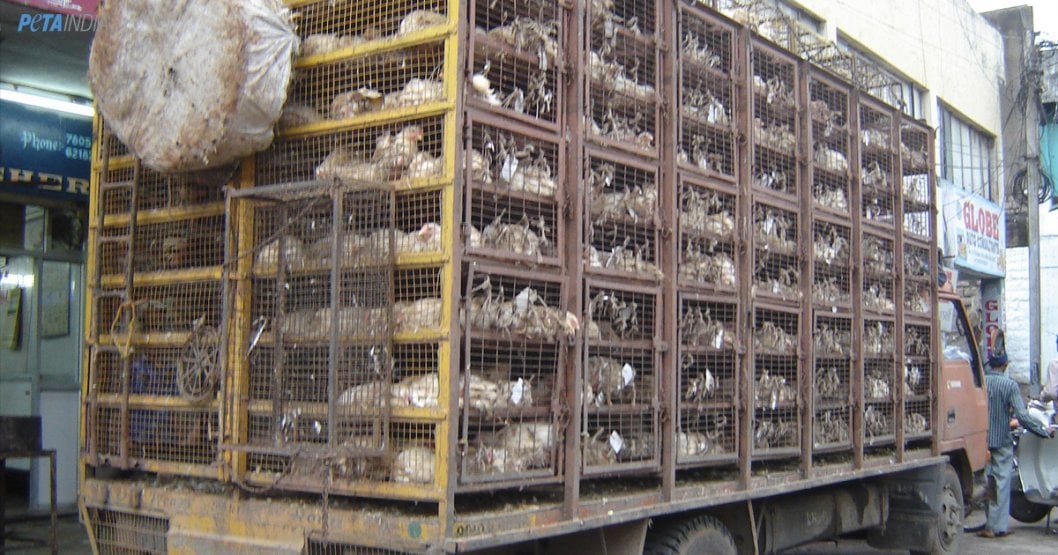 Animals Aren't 'Freight': 8 Ways You Can Help Them