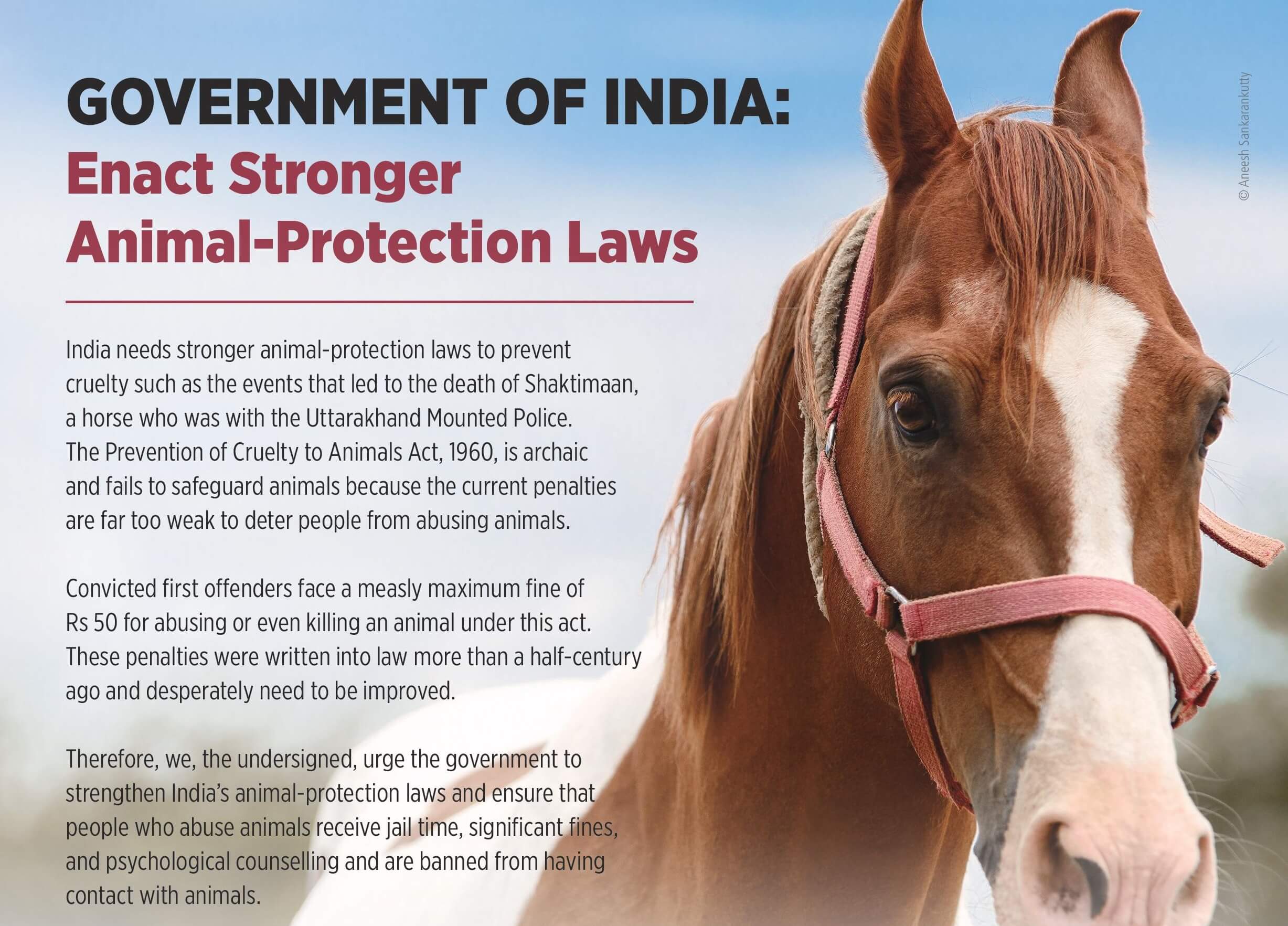 Stars Urge Government To Strengthen Animal Protection Laws