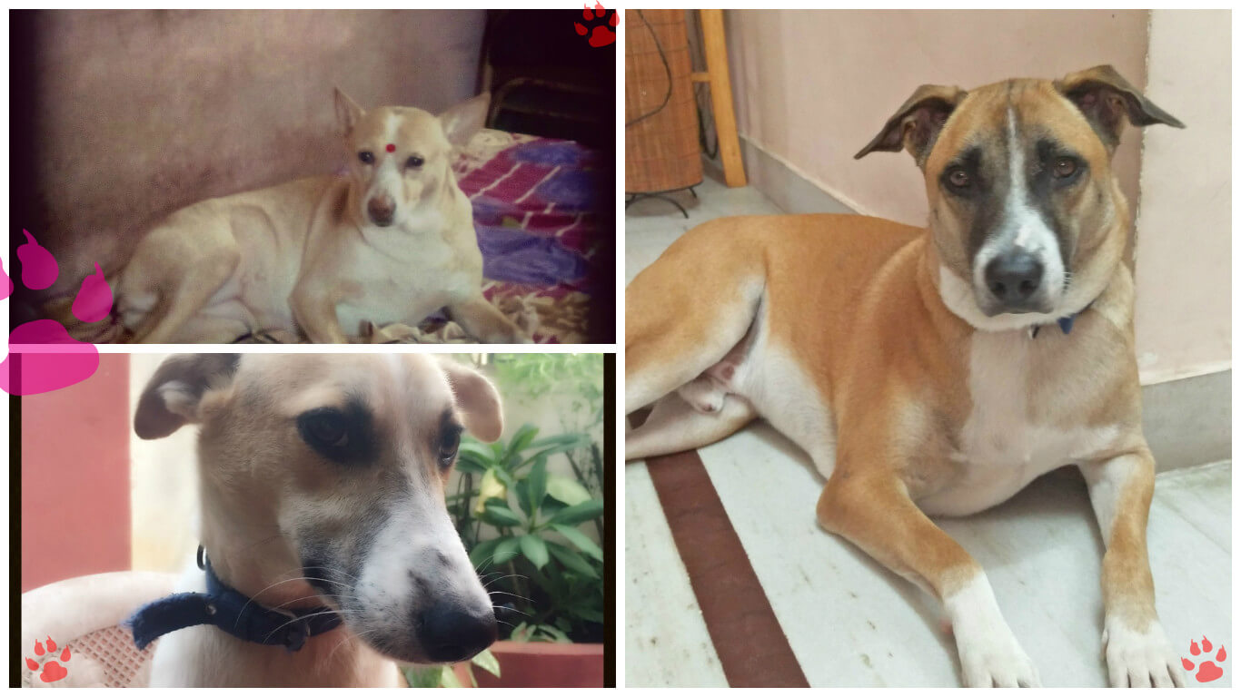 Meet PETA's 2016 'Cutest Indian Dog Alive' Winners - Blog - PETA India