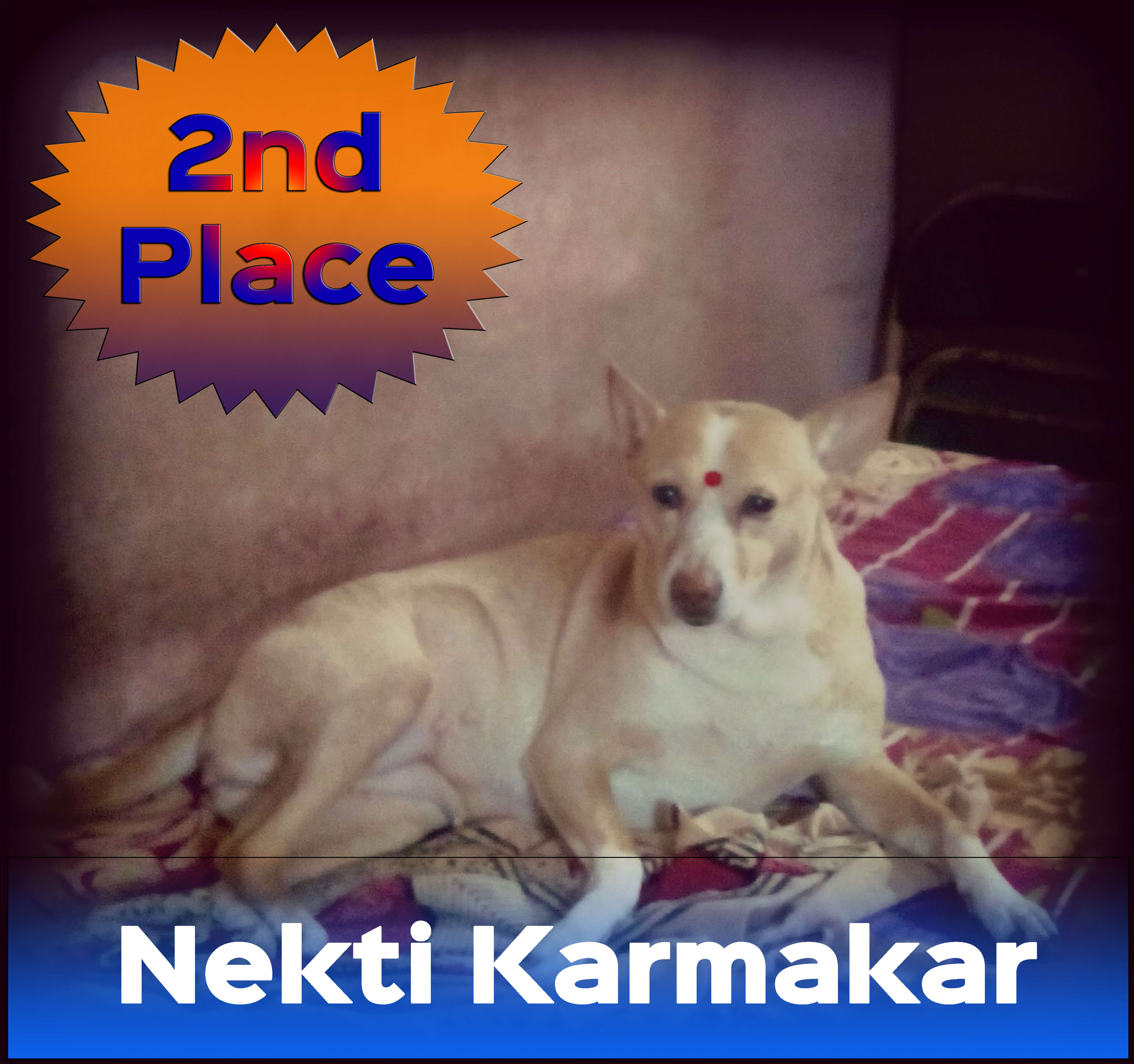Meet PETA's 2016 'Cutest Indian Dog Alive' Winners - Blog - PETA India