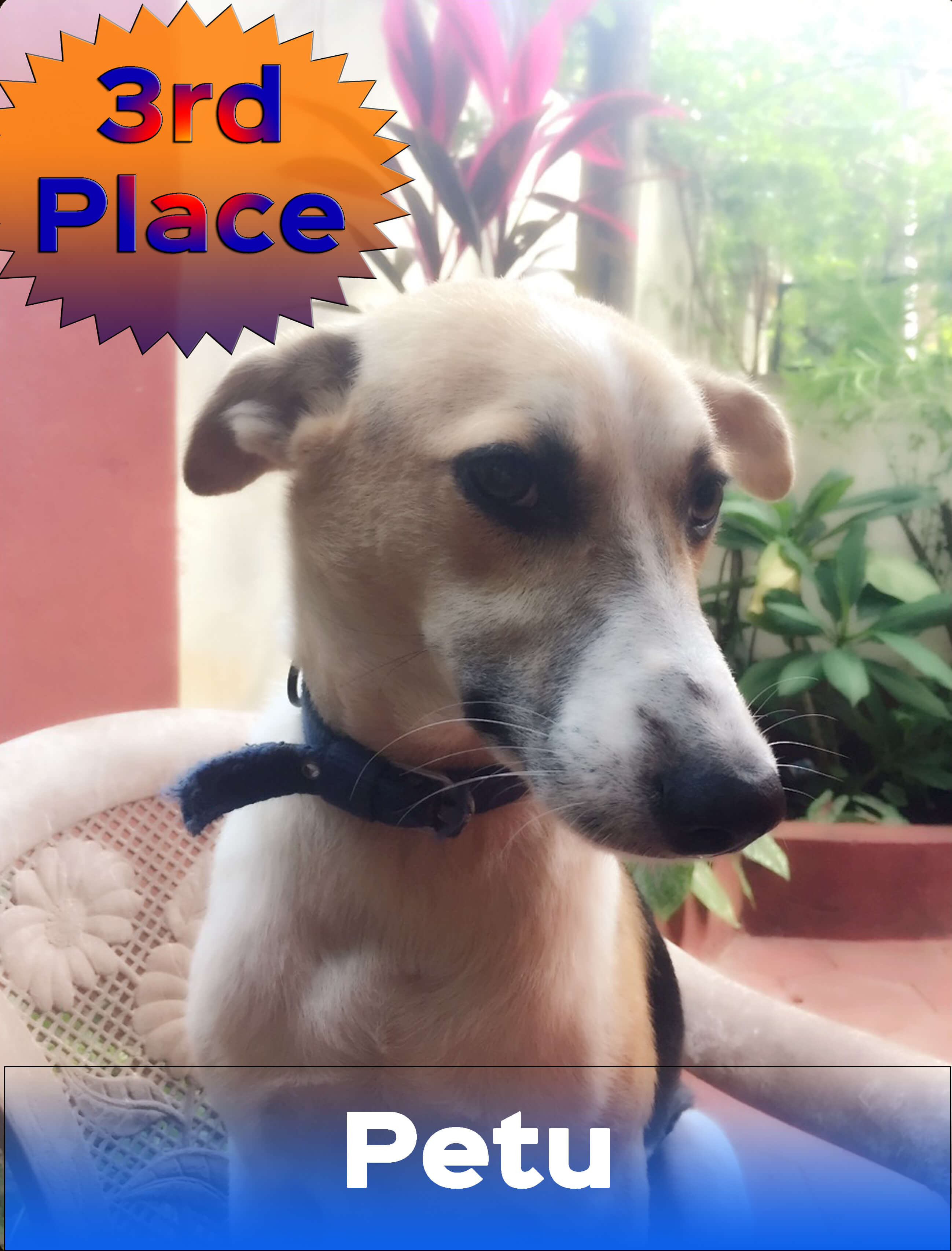 Meet PETA's 2016 'Cutest Indian Dog Alive' Winners - Blog - PETA India