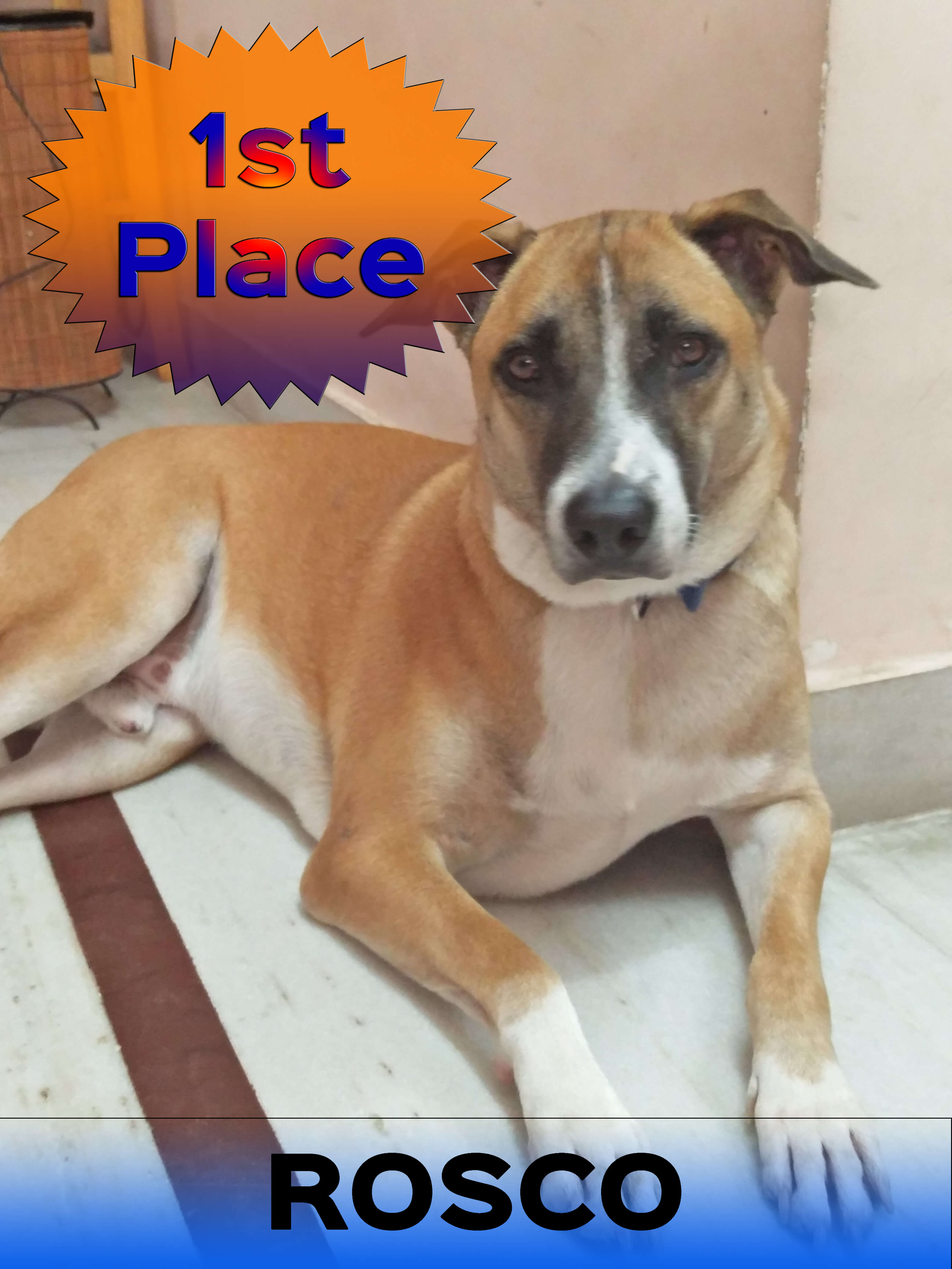 Meet PETA's 2016 'Cutest Indian Dog Alive' Winners - Blog - PETA India