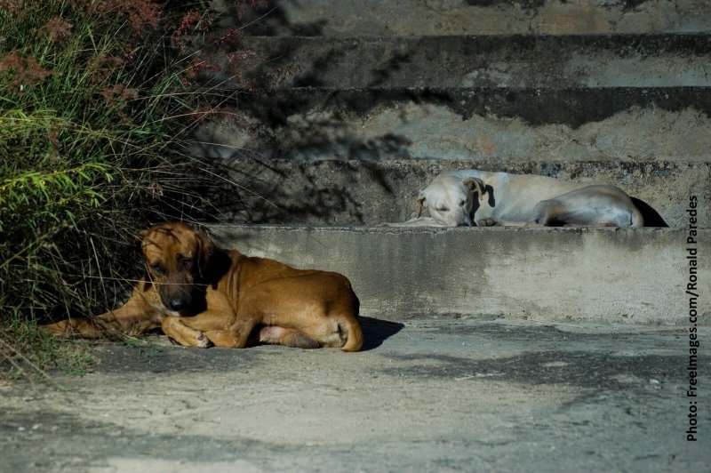 PETA Calls for Psychiatric Help for Kerala Dog Killers - Blog - PETA India