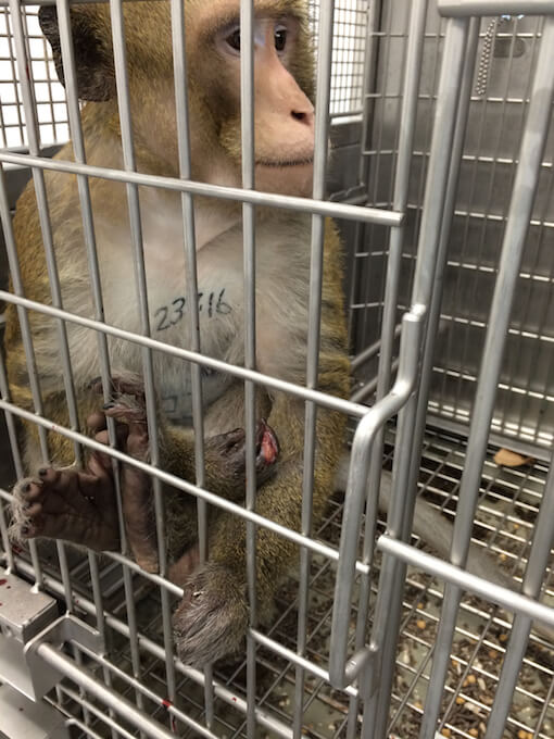 PETA US Exposé Uncovers Mutilated Rabbits, Monkeys Driven Mad in ...