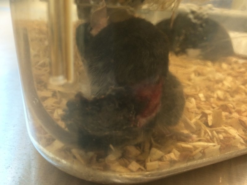 PETA US Exposé Uncovers Mutilated Rabbits, Monkeys Driven Mad in ...