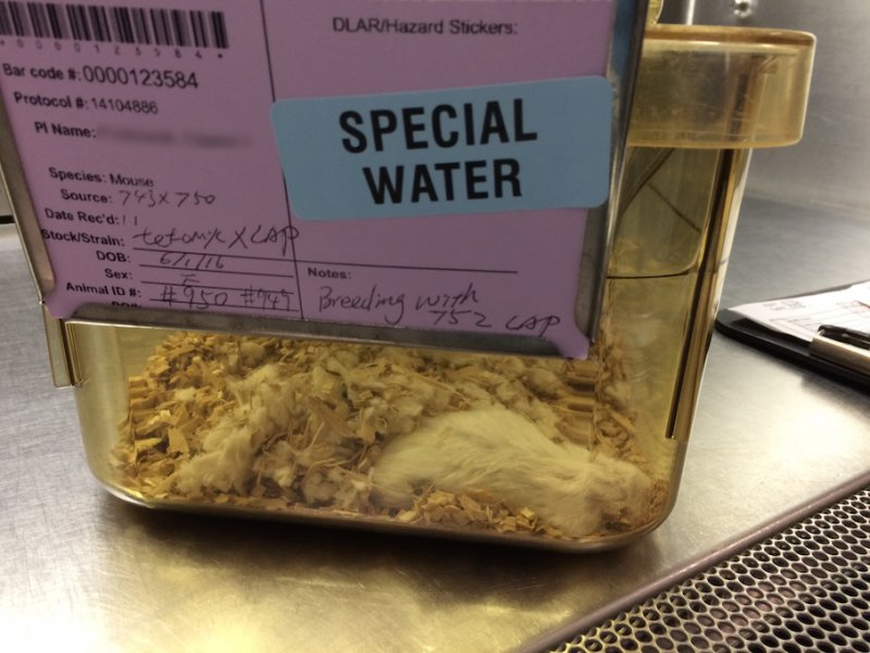 PETA US Exposé Uncovers Mutilated Rabbits, Monkeys Driven Mad in ...