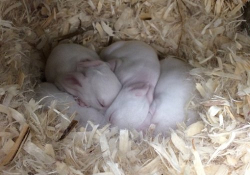 PETA US Exposé Uncovers Mutilated Rabbits, Monkeys Driven Mad in ...