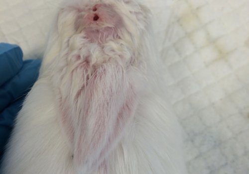 PETA US Exposé Uncovers Mutilated Rabbits, Monkeys Driven Mad in ...