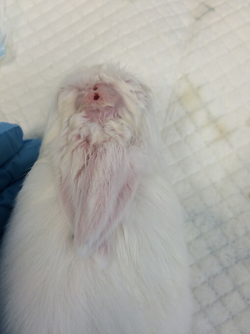 PETA US Exposé Uncovers Mutilated Rabbits, Monkeys Driven Mad in ...