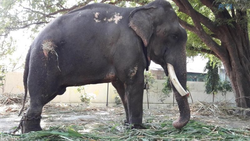 Gajraj the Elephant's Journey to Freedom After 51 Years