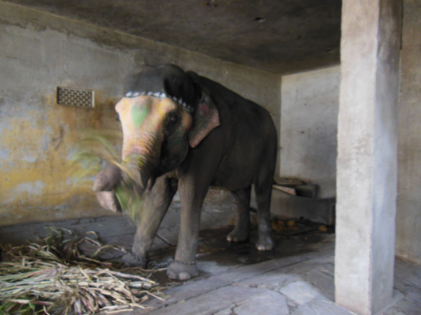 WATCH: Full Documentary Showing the Plight of Captive Elephants in ...
