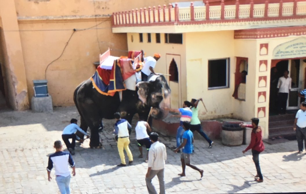Shocked Tourists Contact PETA After Witnessing Elephant Abuse in Jaipur