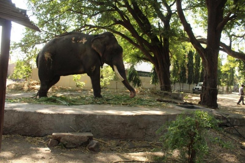 Gajraj the Elephant's Journey to Freedom After 51 Years