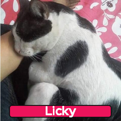 Who is PETA’s 2017 Cutest Rescued Cat Alive?