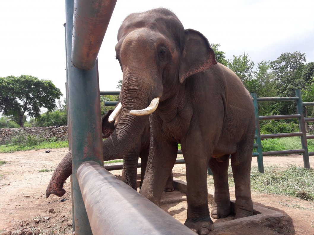 Sunder the Rescued Elephant's Transformation Is Beautiful