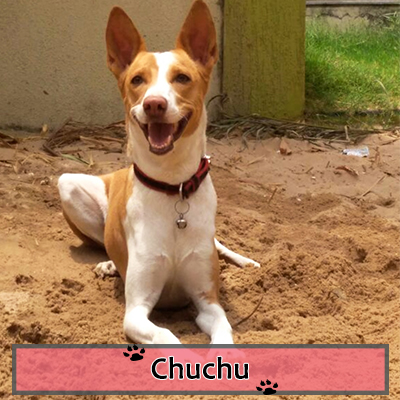 Who Is the Cutest Indian Dog Alive? Help Decide