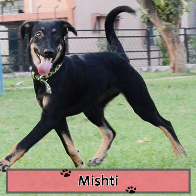 Who Is the Cutest Indian Dog Alive? Help Decide