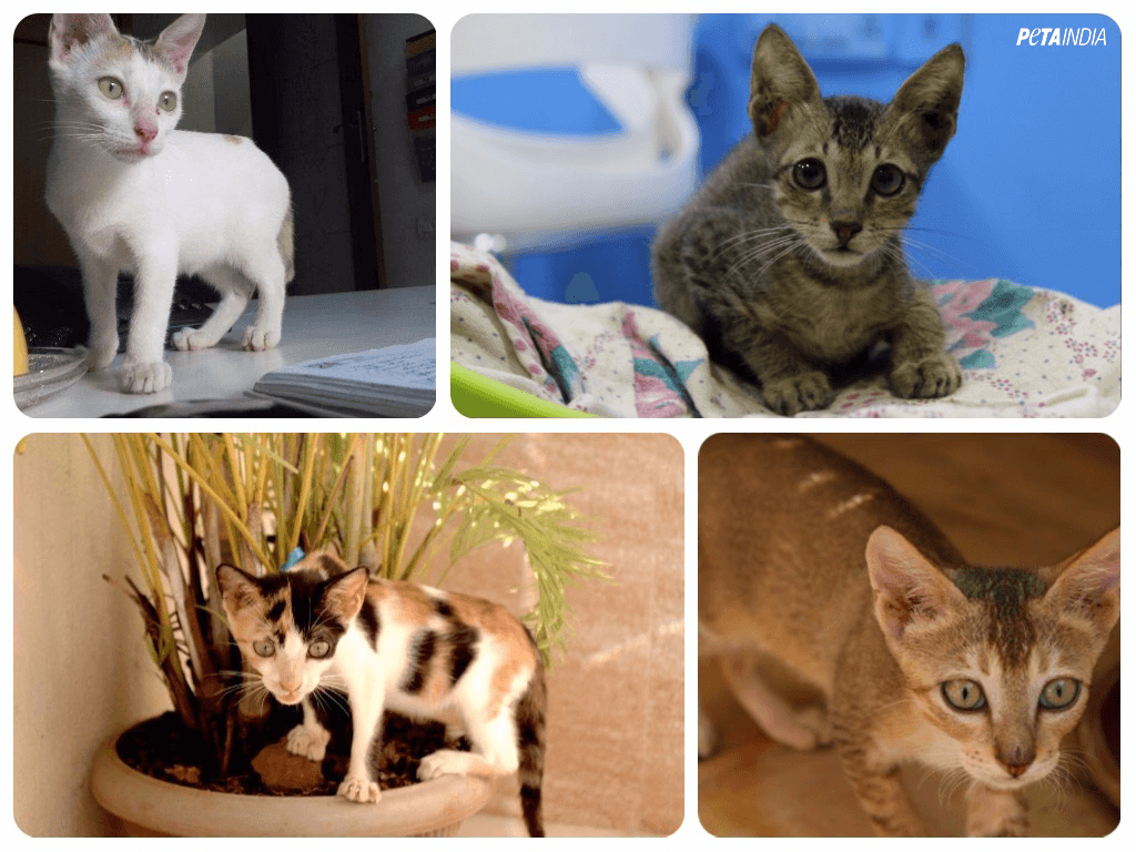 Four rescued kittens are in need of urgent homes!