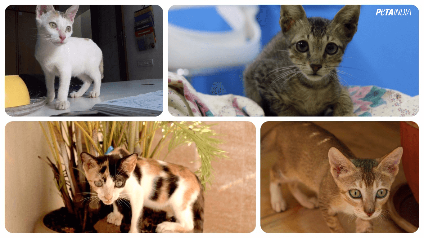 Four rescued kittens are in need of urgent homes!